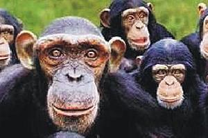 Colegio Médico Veterinario de Chile | Crean Vacuna contra el Virus de ...