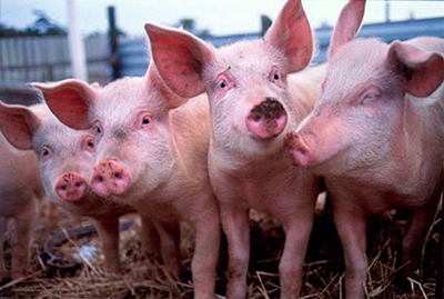 Colegio Médico Veterinario de Chile | ASPROCER Mostró en Brasil la ...