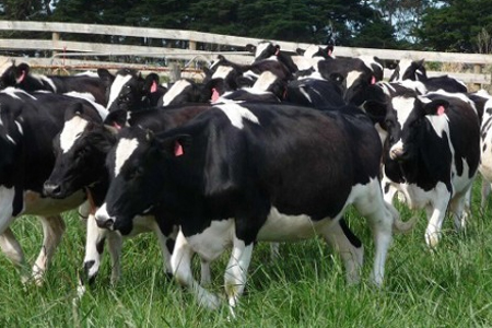 Colegio Médico Veterinario de Chile | Chile Exporta desde Los Lagos ...